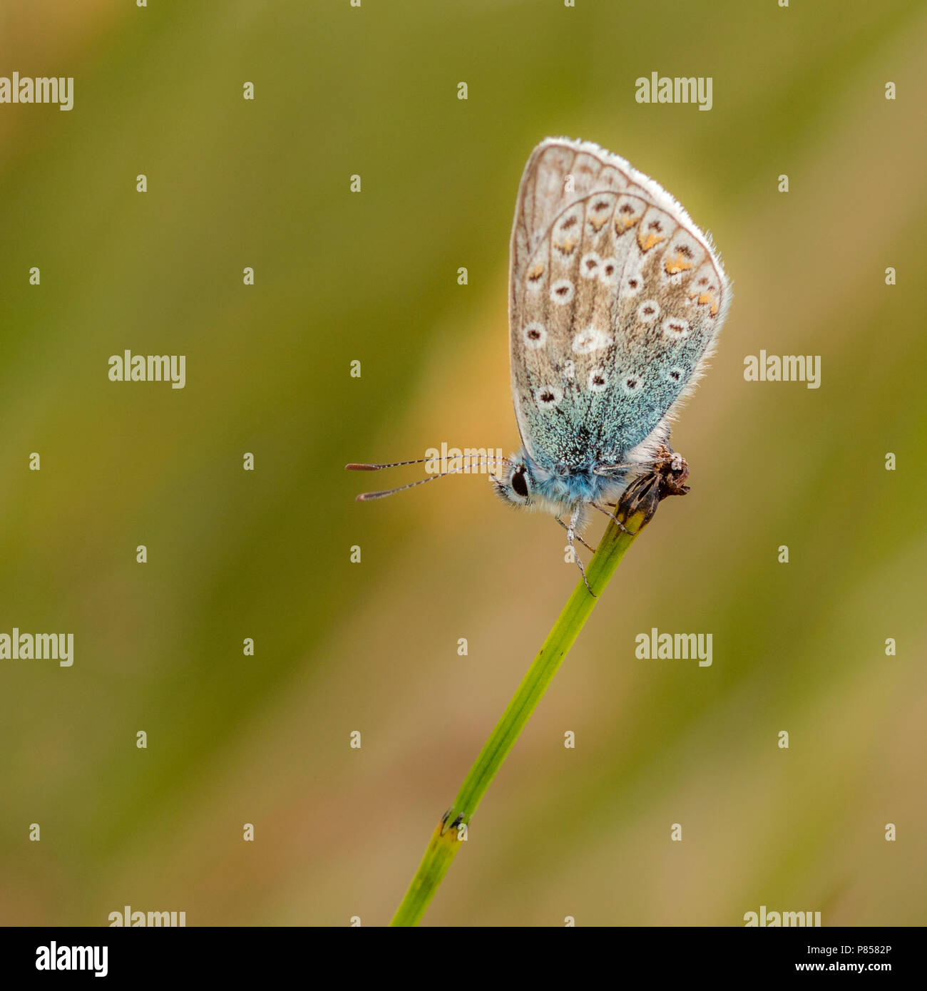 Beautiful Common Blue butterfly seen in the UK in summer Stock Photo ...