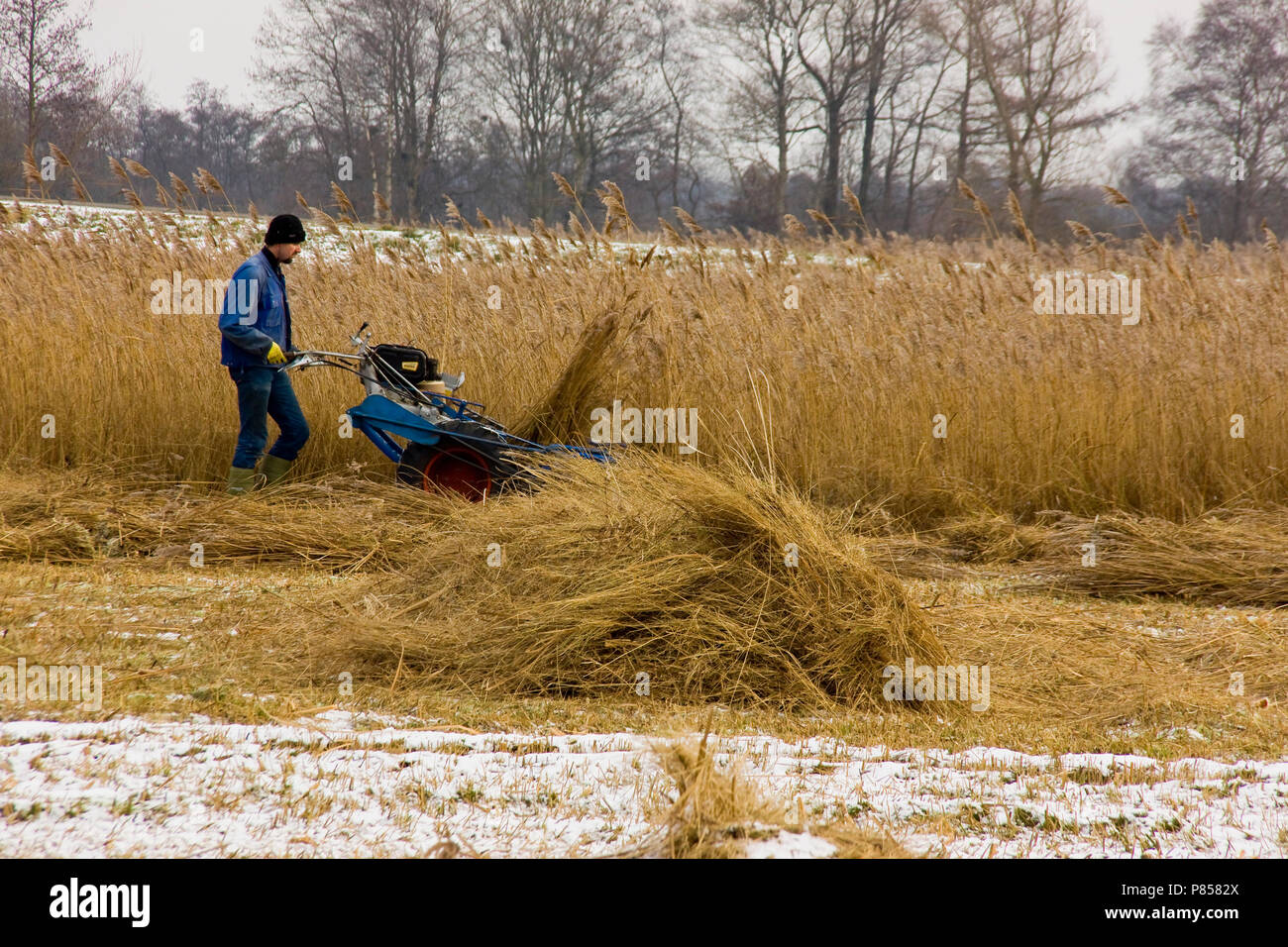 Riet oogsten De Wieden; Harvesting reed in De Wieden Stock Photo - Alamy