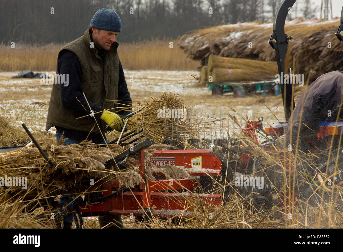 Riet oogsten De Wieden; Harvesting reed in De Wieden Stock Photo - Alamy