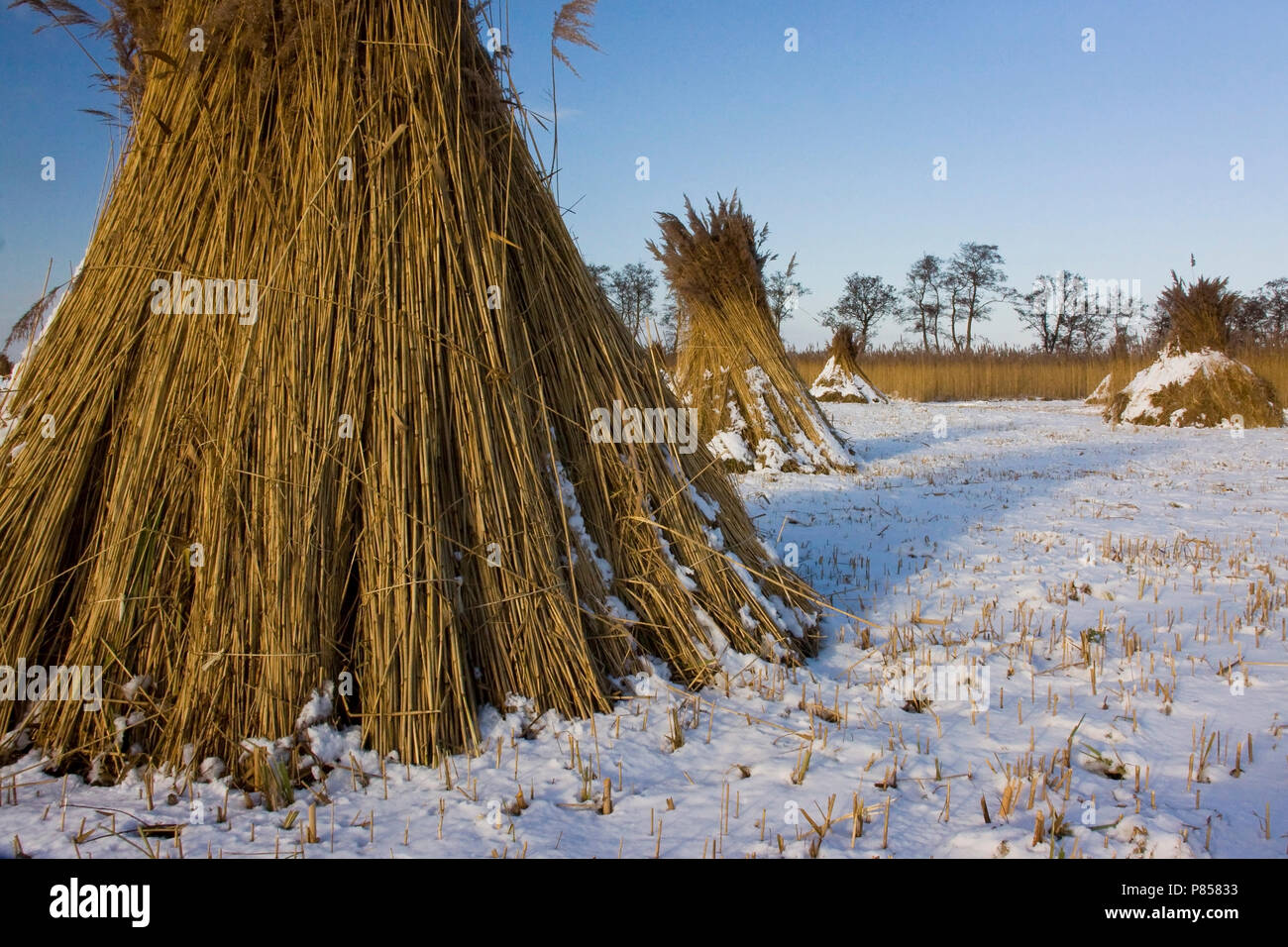 Riet oogsten De Wieden; Harvesting reed in De Wieden Stock Photo - Alamy