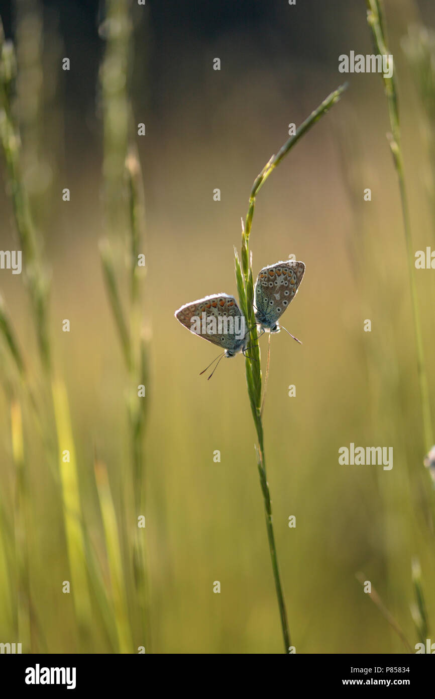 Beautiful Common Blue butterfly seen in the UK in summer Stock Photo ...
