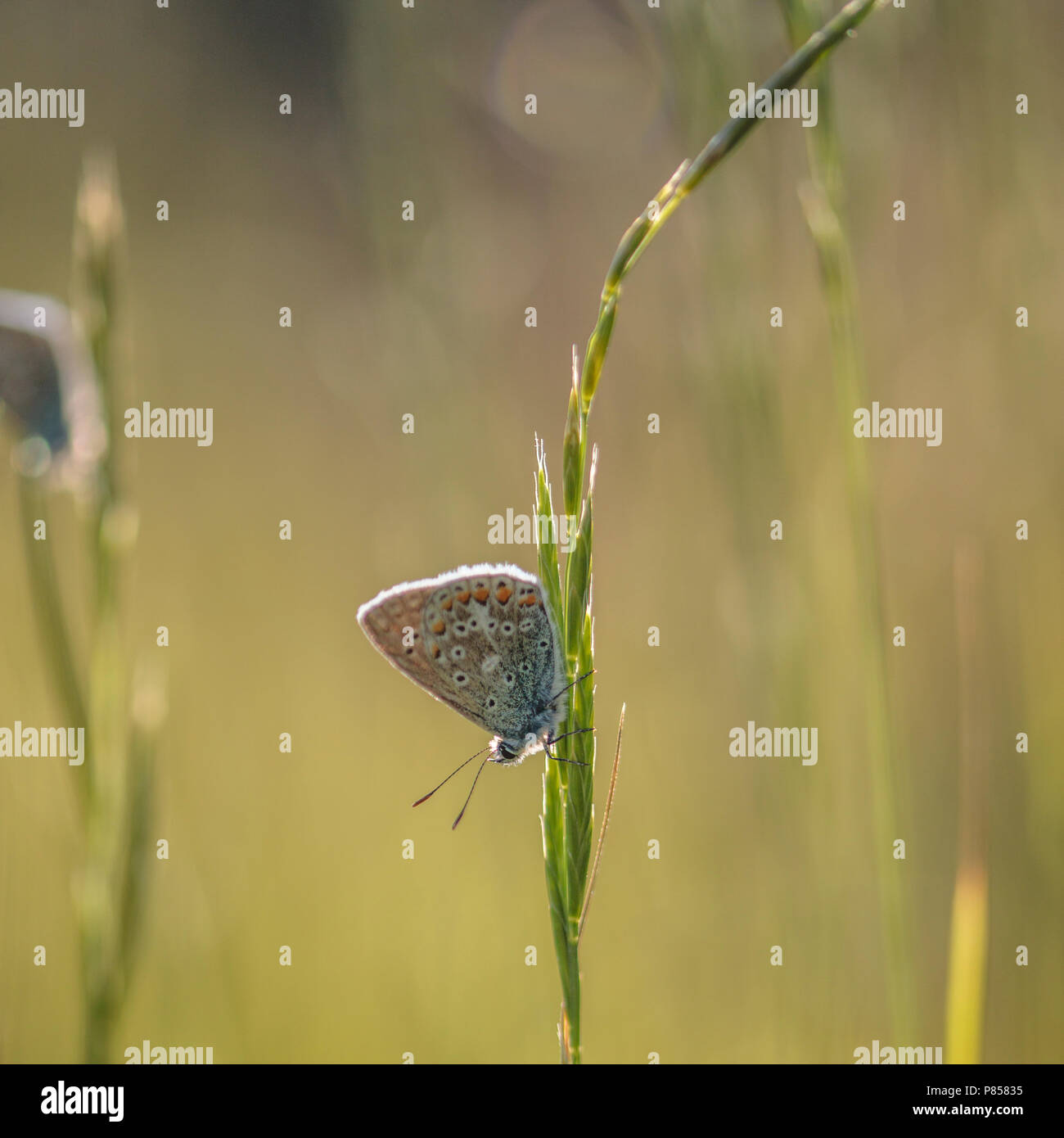 Common and widespread butterfly hi-res stock photography and images - Alamy