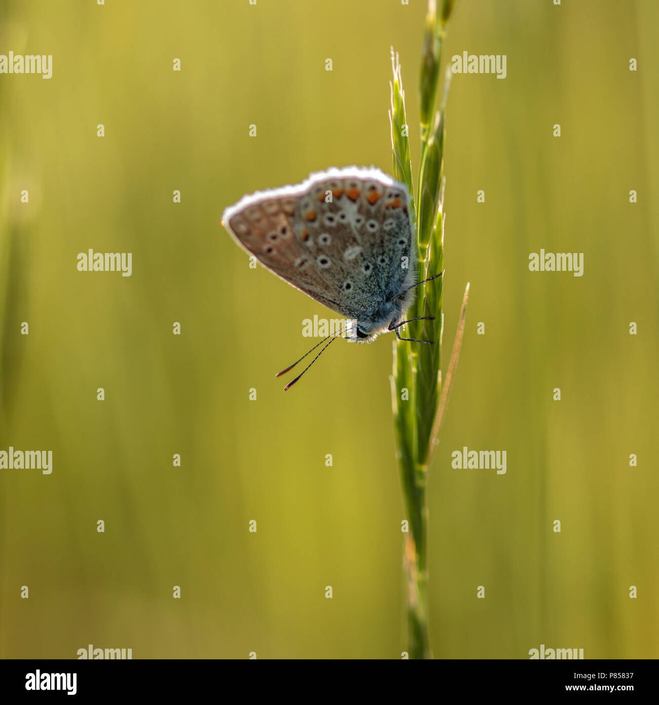 Beautiful Common Blue butterfly seen in the UK in summer Stock Photo ...