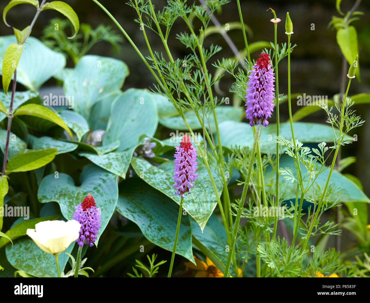 Primula Vialii in full flower amongst a colourful mixture of Hosta ...