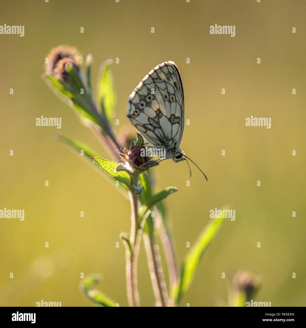 Galathea ii hi-res stock photography and images - Alamy