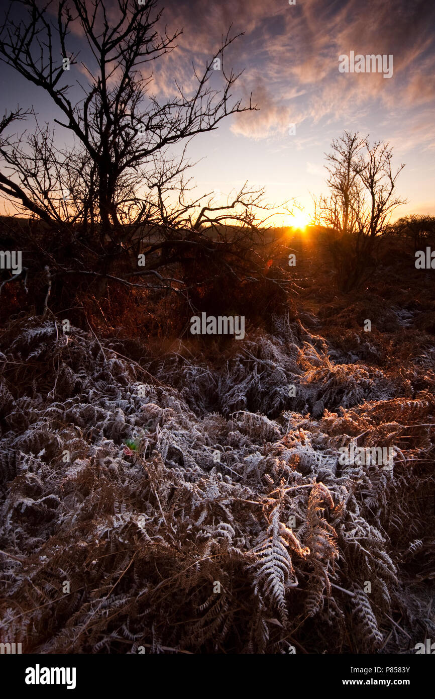 Landschap De Zilk; Landscape de Zilk Stock Photo - Alamy