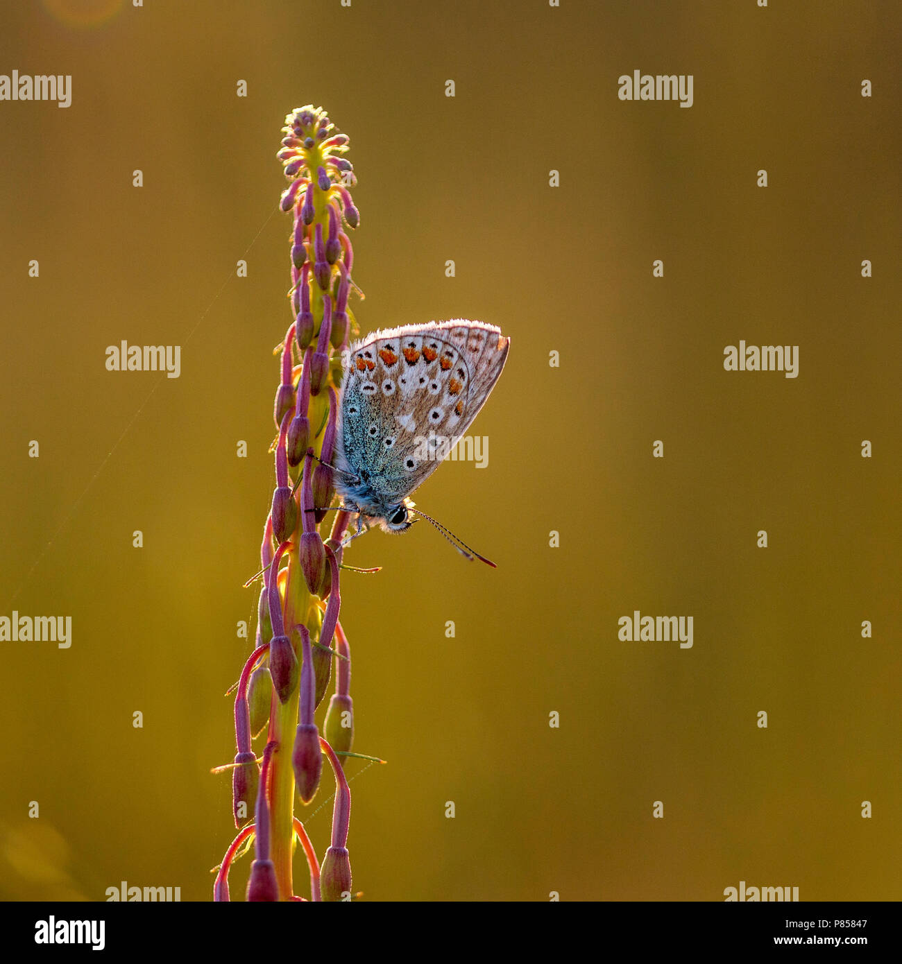 Beautiful Common Blue butterfly seen in the UK in summer Stock Photo ...