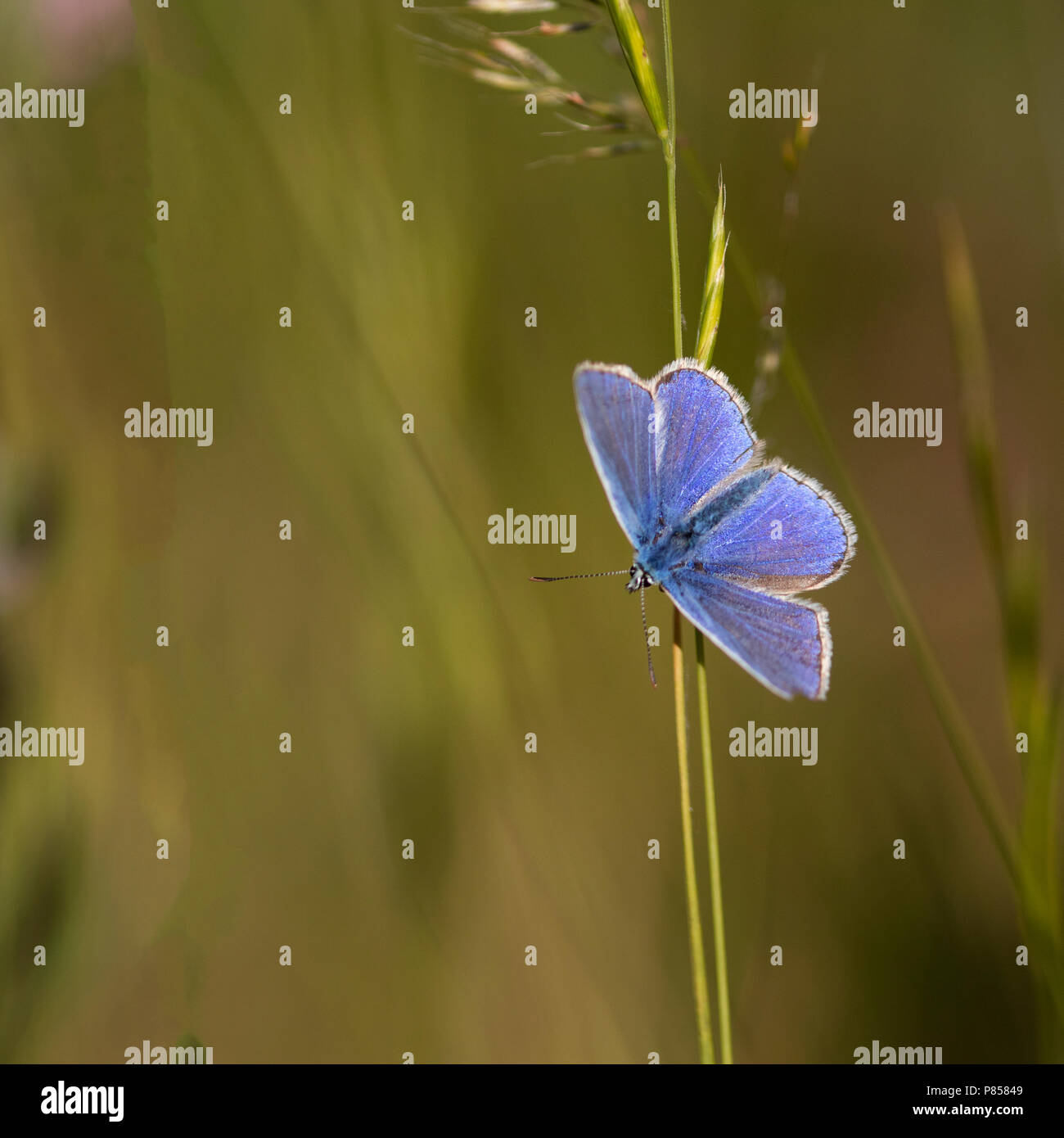 Beautiful Common Blue butterfly seen in the UK in summer Stock Photo ...