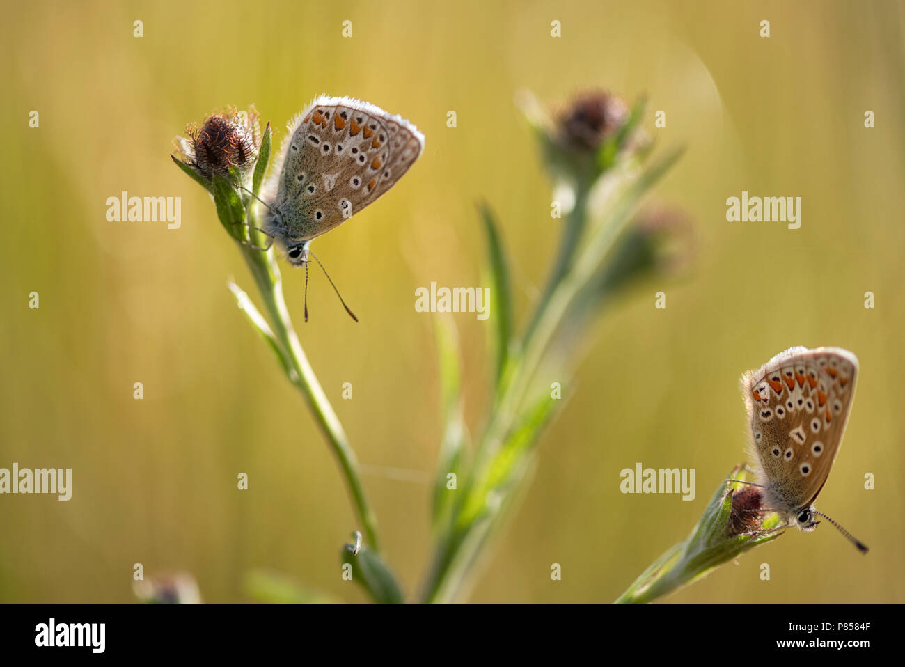 Beautiful Common Blue butterfly seen in the UK in summer Stock Photo ...