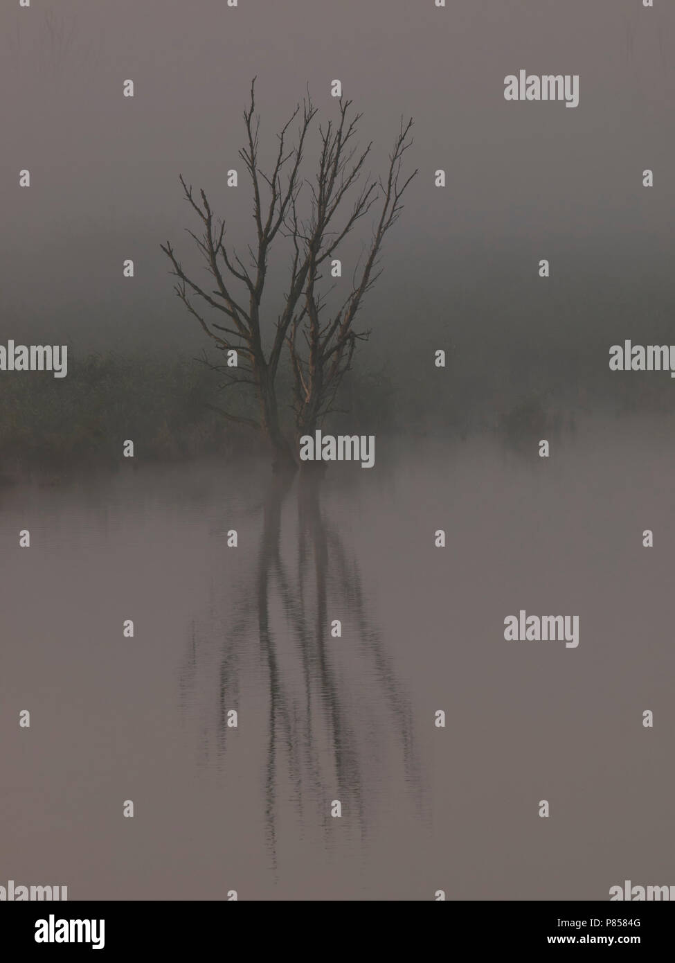 Dode Boom; Dead Tree Stock Photo - Alamy