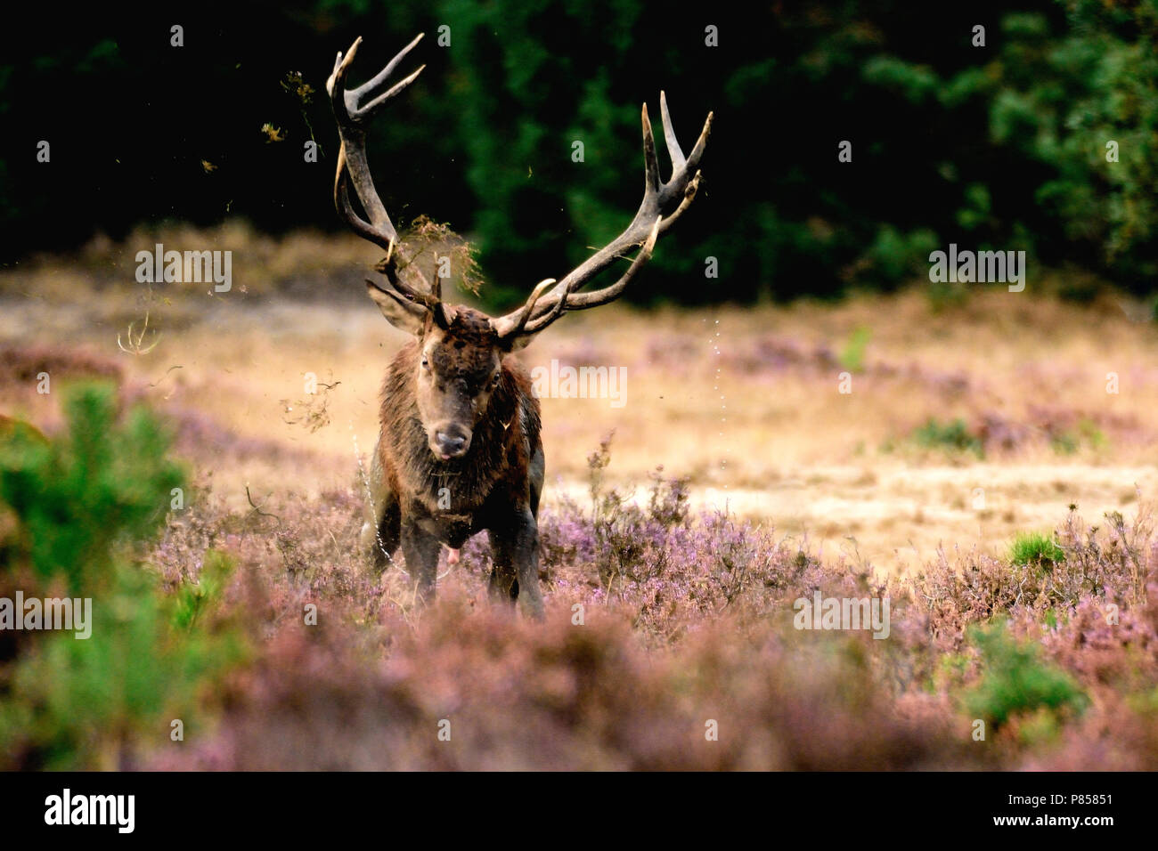 Red Deer male Stock Photo - Alamy