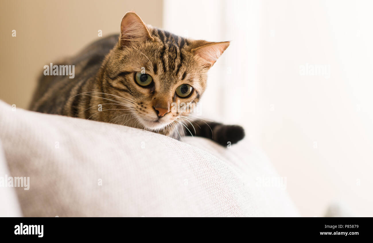 Domestic cat at home Stock Photo - Alamy