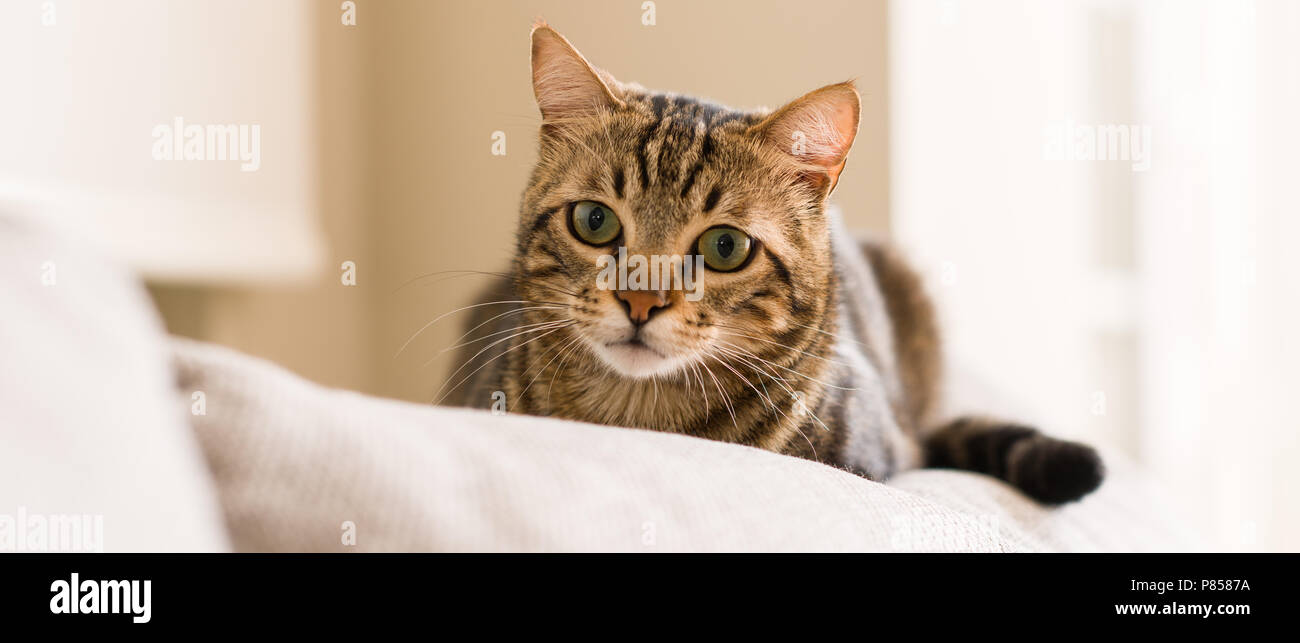 Domestic cat at home Stock Photo - Alamy