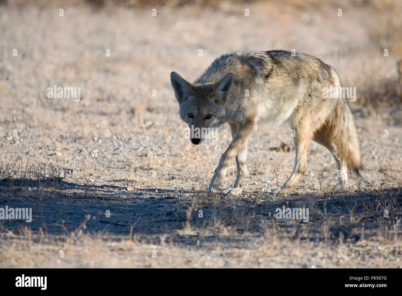 Prairie Wolf High Resolution Stock Photography and Images - Alamy