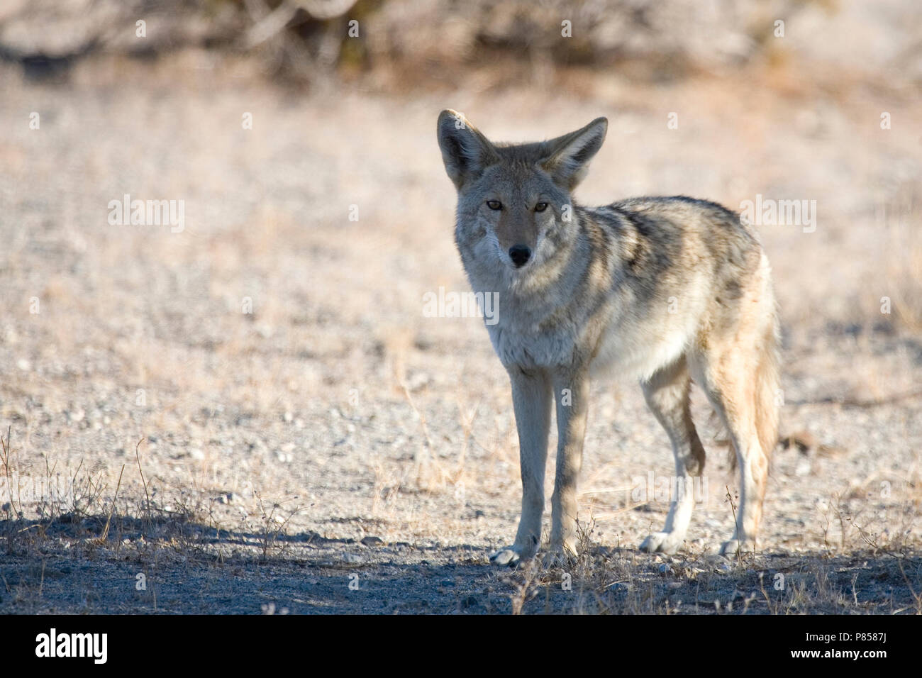 Prairie wolf hi-res stock photography and images - Alamy