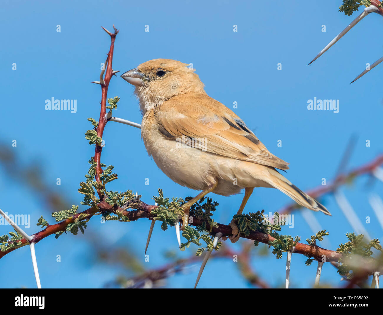 Acacia simplex hi-res stock photography and images - Alamy