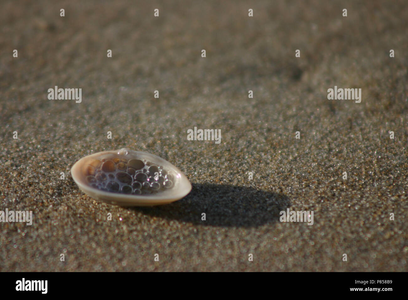 Schelp hi-res stock photography and images - Alamy