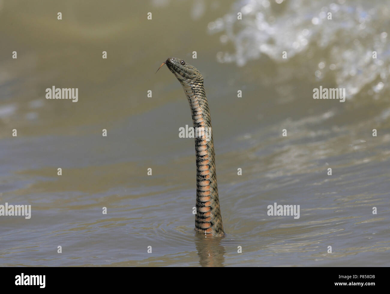 Dobbelsteenslang richt zich op uit water; Dice Snake rising from water ...