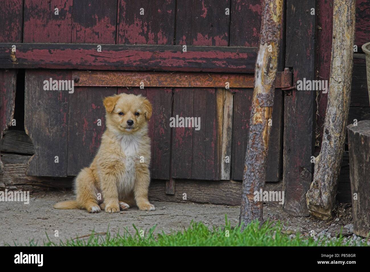 Hond puppy; Dog puppy Stock Photo - Alamy