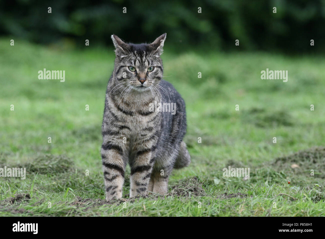 Huiskat hi-res stock photography and images - Alamy