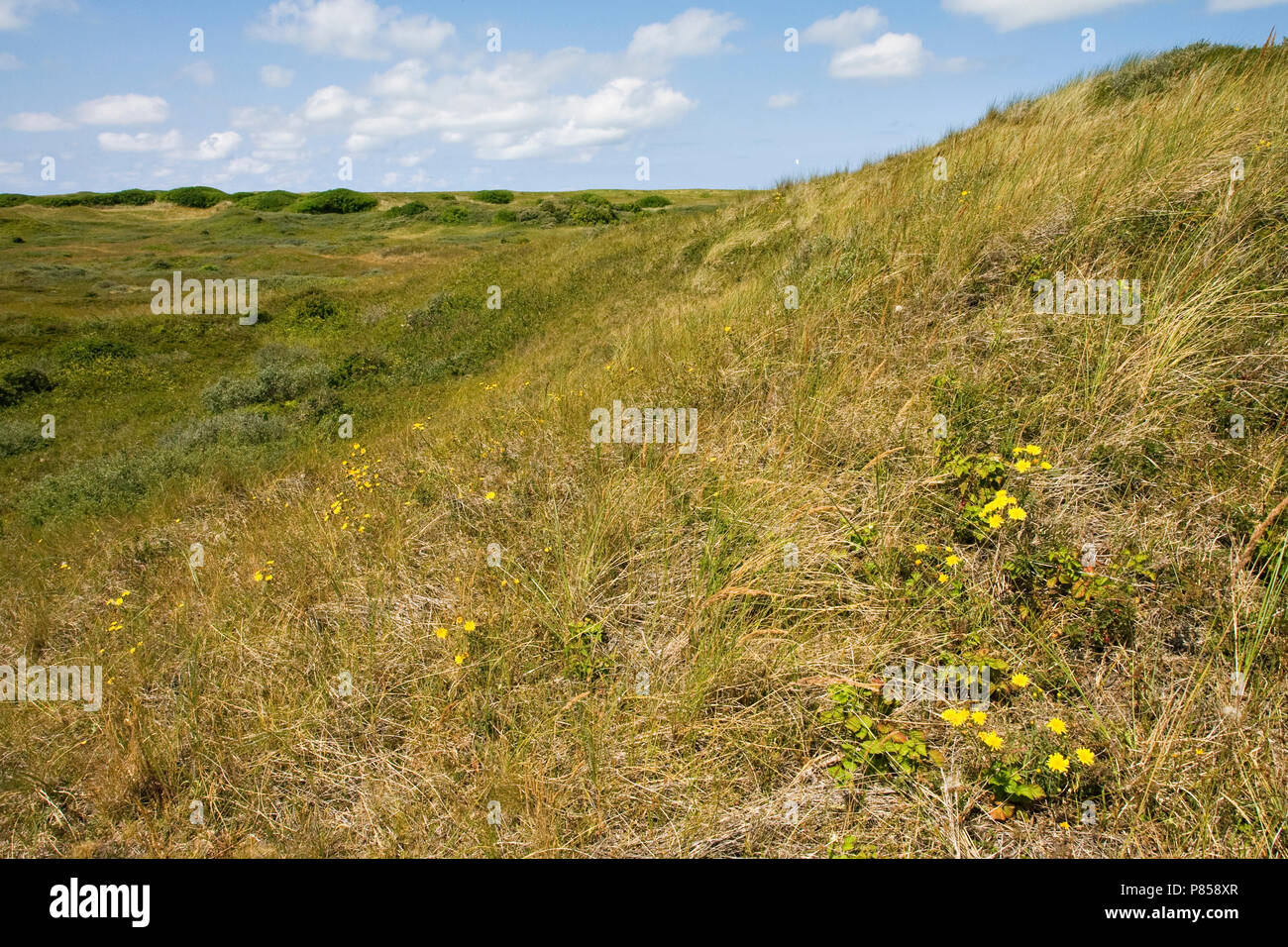 Waddeneiland texel hi-res stock photography and images - Alamy