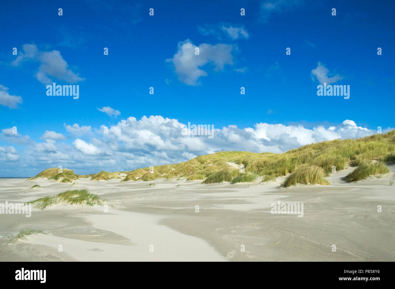 Duinvorming op Vlieland; Beach and dunes on Vlieland Stock Photo - Alamy