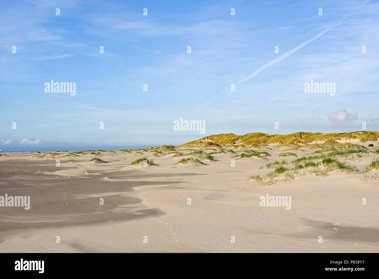 Strandduin Sales Plesmanduin