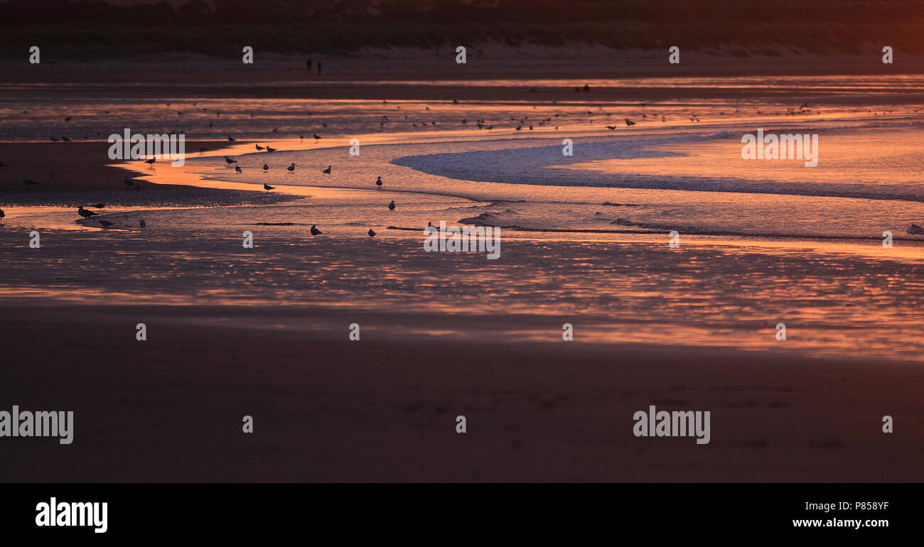Zonsondergand in Dunbar; Sunset at Dunbar Stock Photo - Alamy
