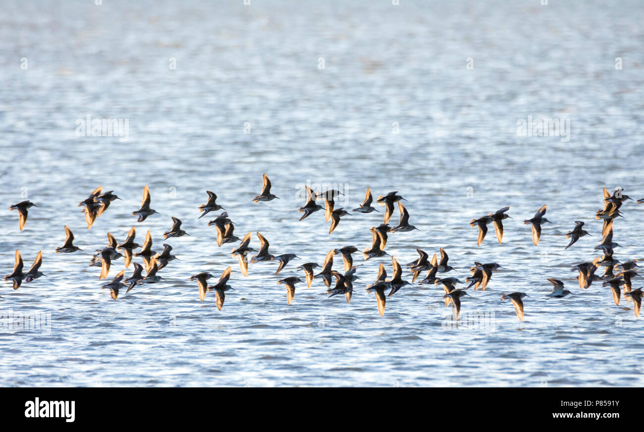 Strandlopers High Resolution Stock Photography and Images - Alamy