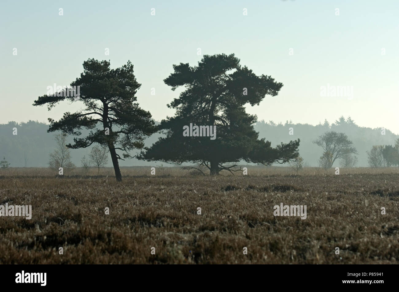 Nationaal park dwingelderveld hi-res stock photography and images - Alamy