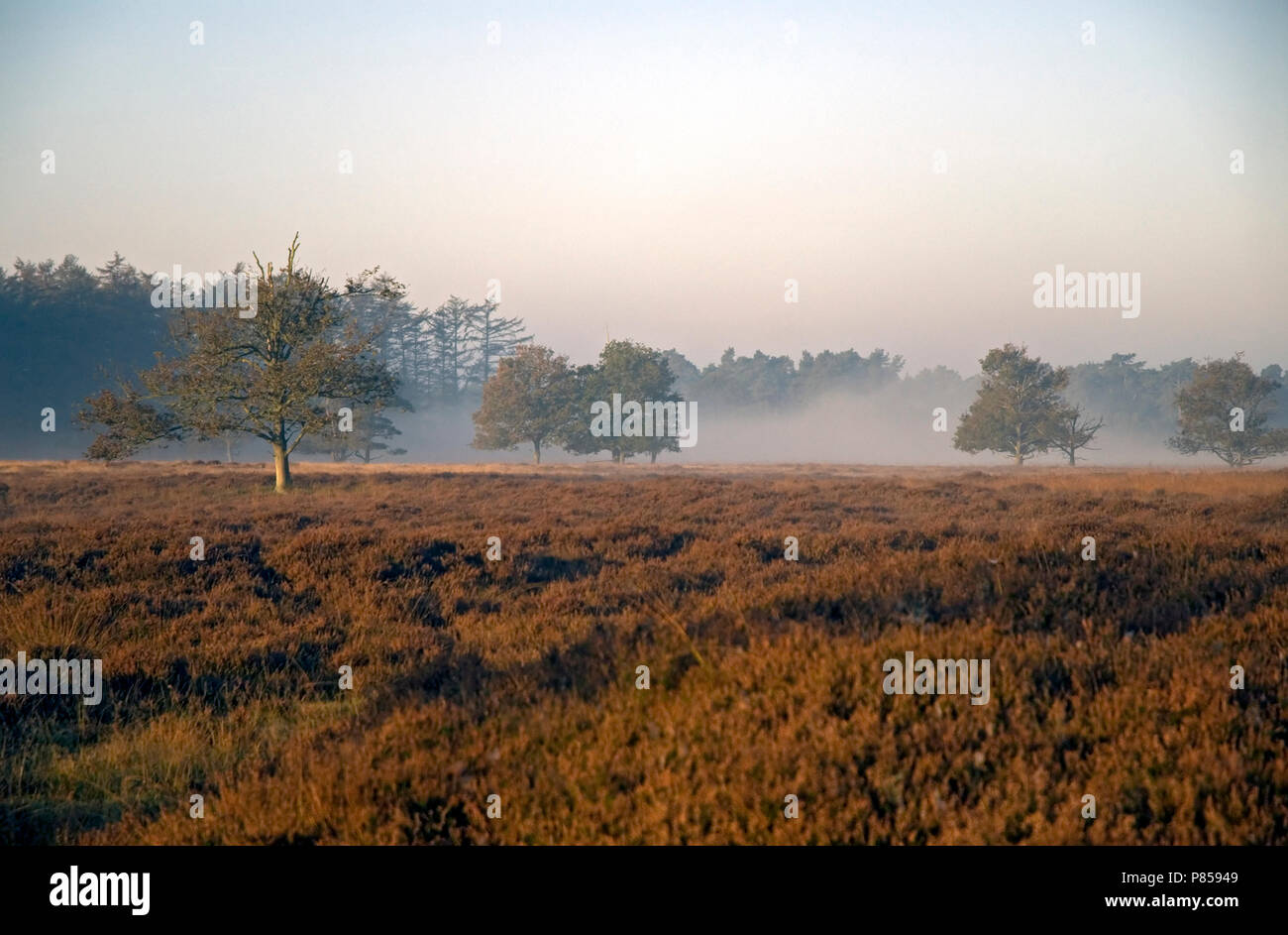 Nationaal park dwingelderveld hi-res stock photography and images - Alamy