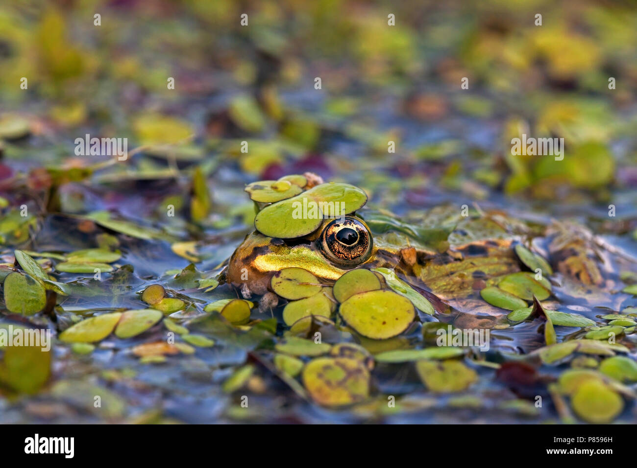 Kikker verborgen onder kroos; Frog hiding under duckweed Stock Photo ...