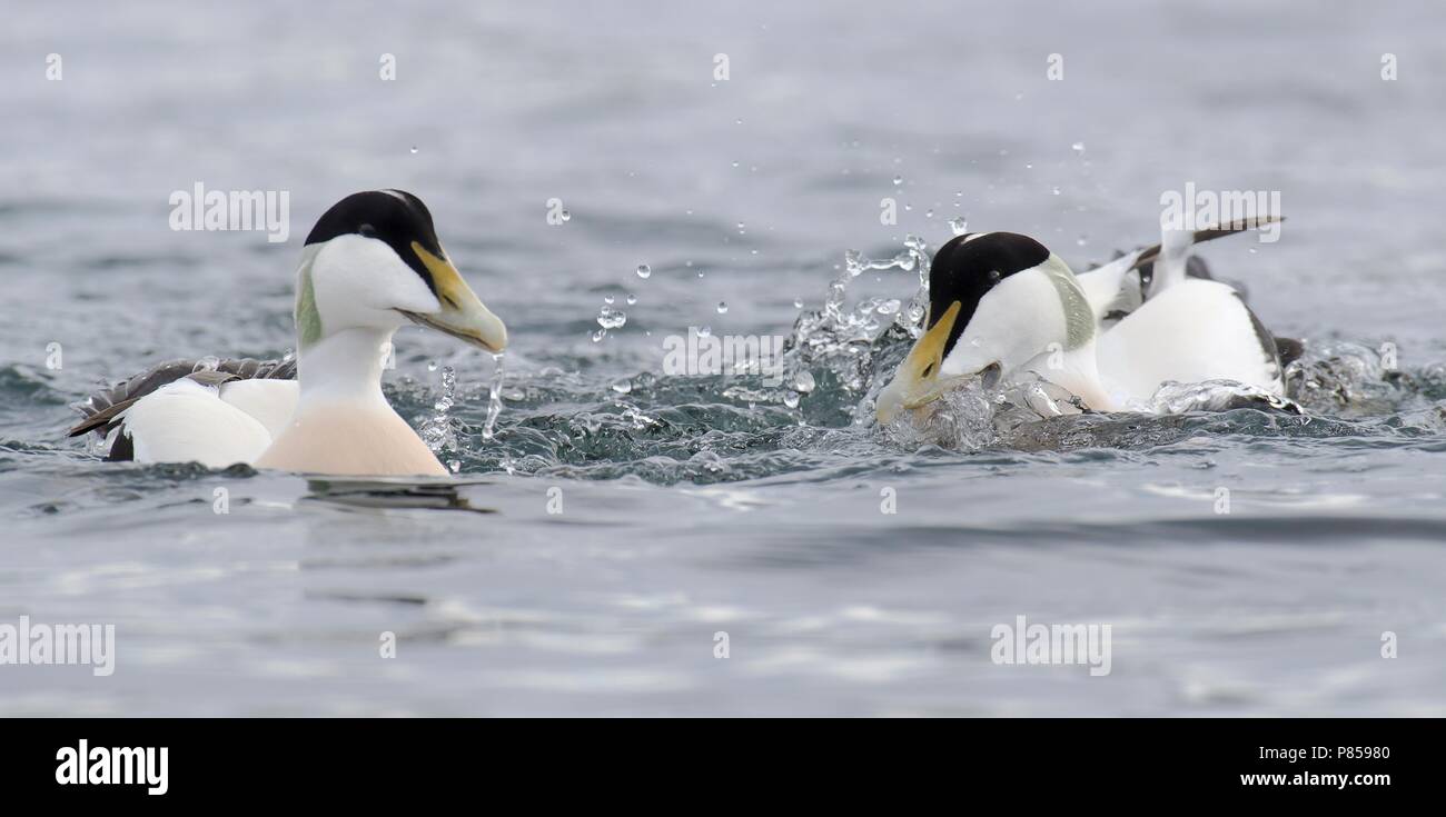 Male eiders hi-res stock photography and images - Alamy