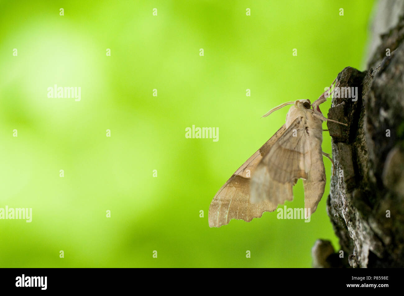 Oak hawk moth hi-res stock photography and images - Alamy