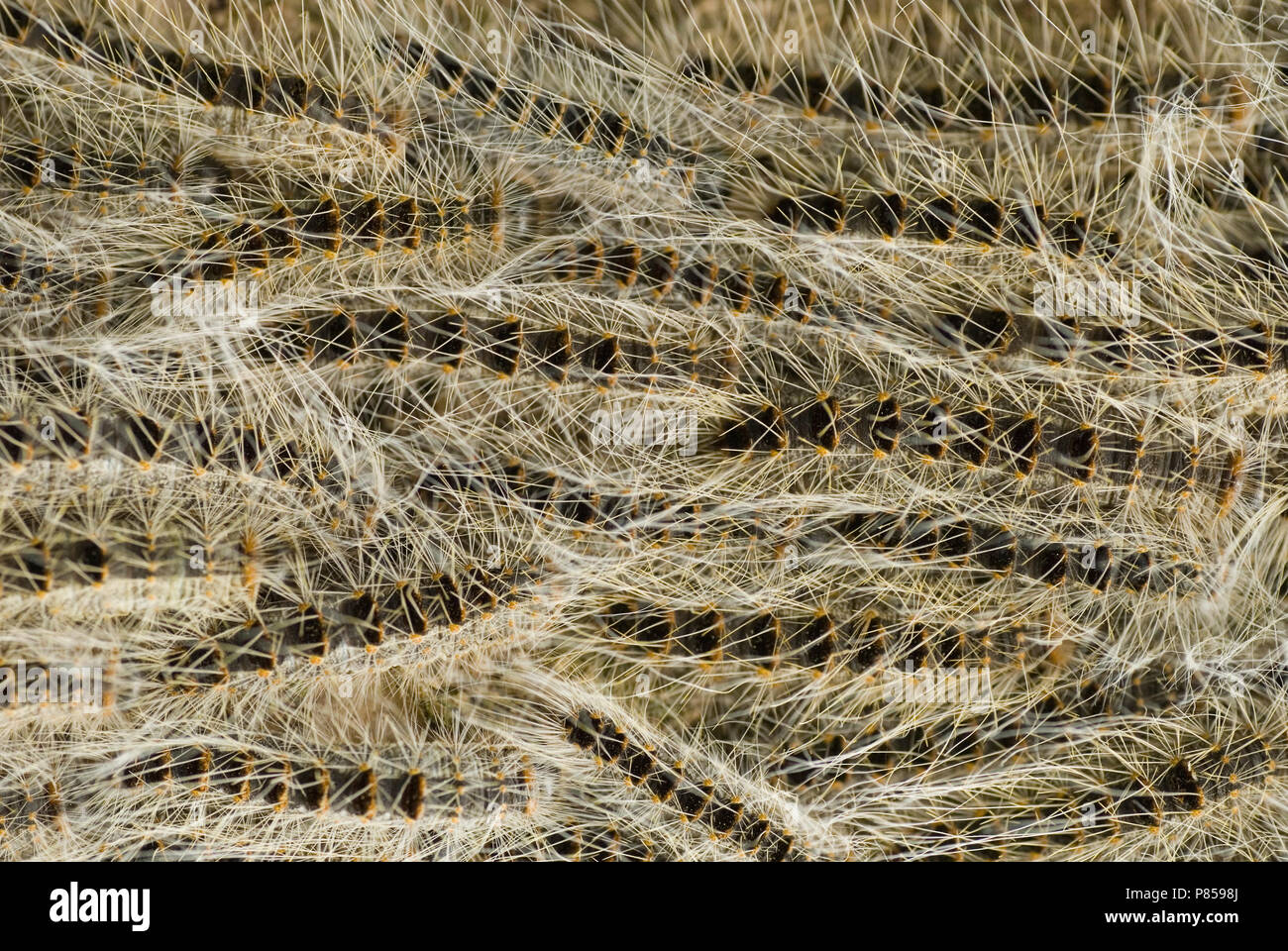 Eikenprocessierupsen,Oak procession caterpillars Stock Photo - Alamy