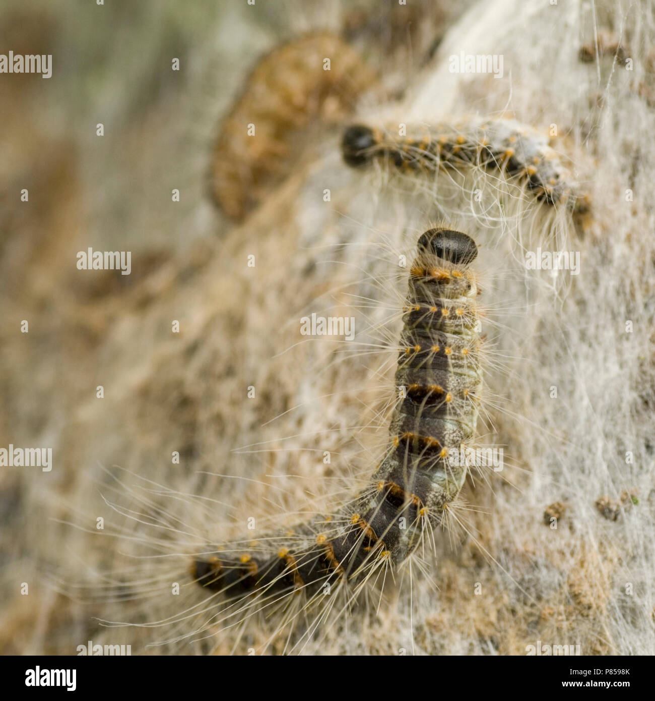 Eikenprocessierupsen,Oak procession caterpillars Stock Photo - Alamy