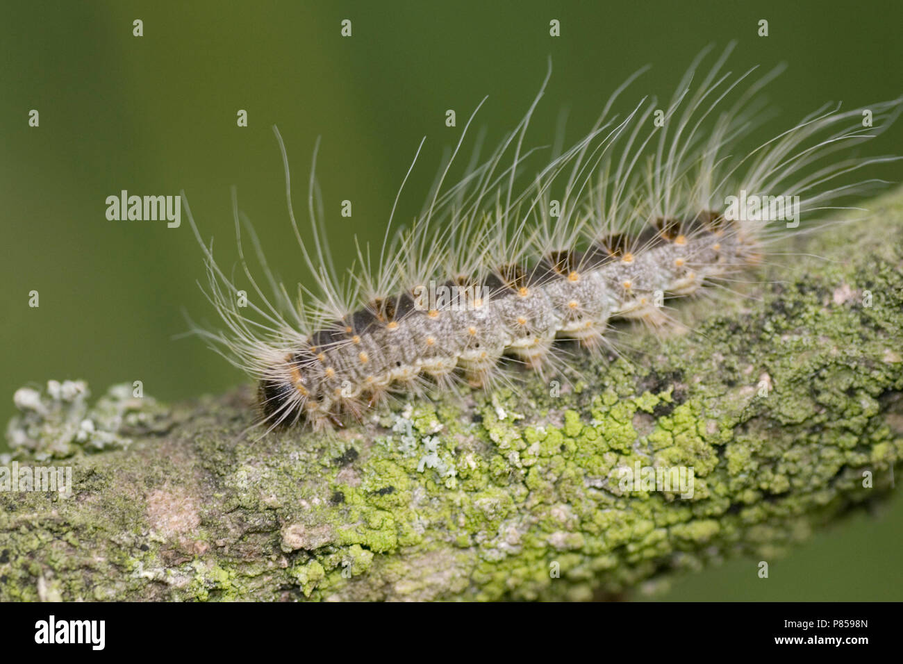 Eikenprocessierupsen,Oak procession caterpillars Stock Photo - Alamy