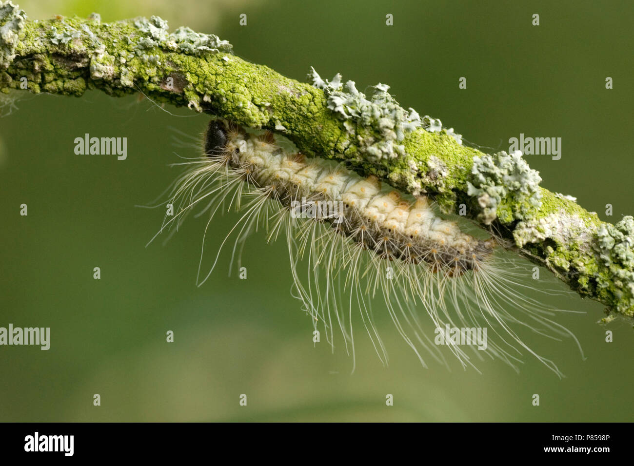 Eikenprocessierupsen,Oak procession caterpillars Stock Photo - Alamy