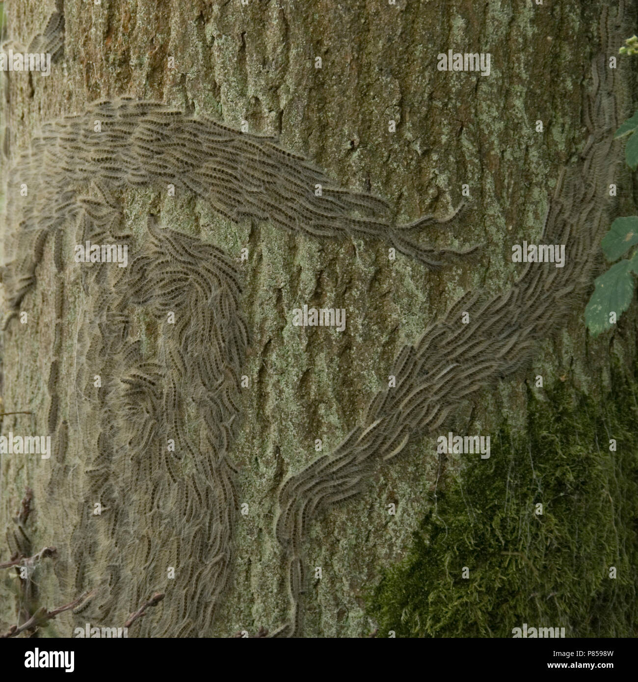Eikenprocessierupsen,Oak procession caterpillars Stock Photo - Alamy