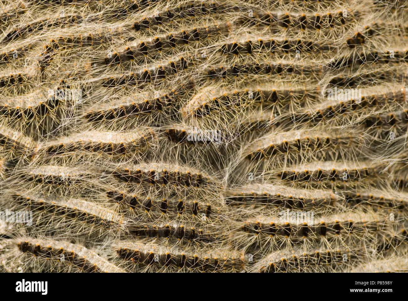 Eikenprocessierupsen,Oak procession caterpillars Stock Photo - Alamy