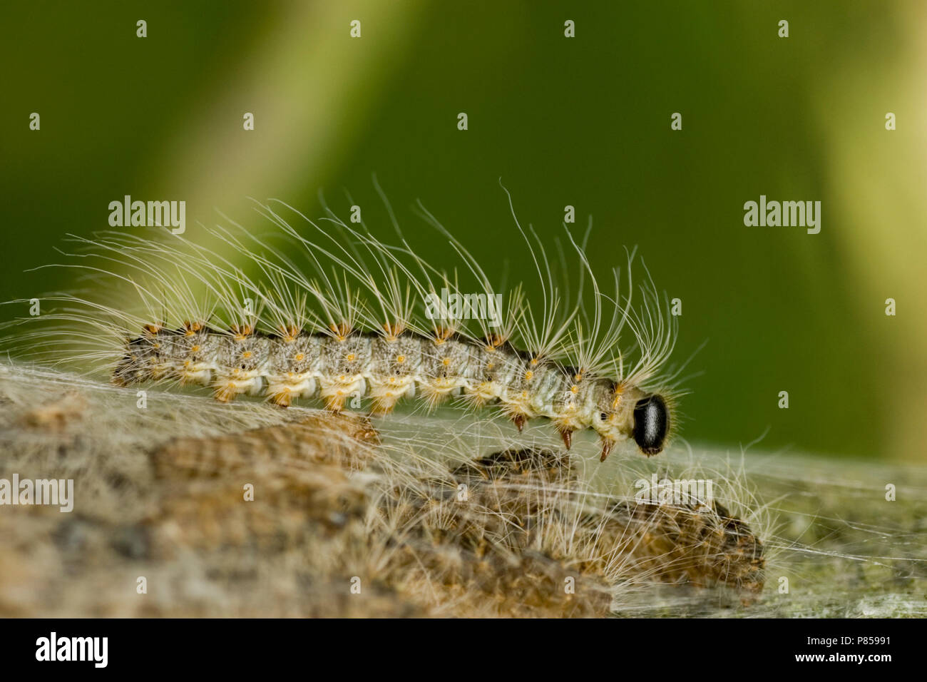 Eikenprocessierupsen,Oak procession caterpillars Stock Photo - Alamy