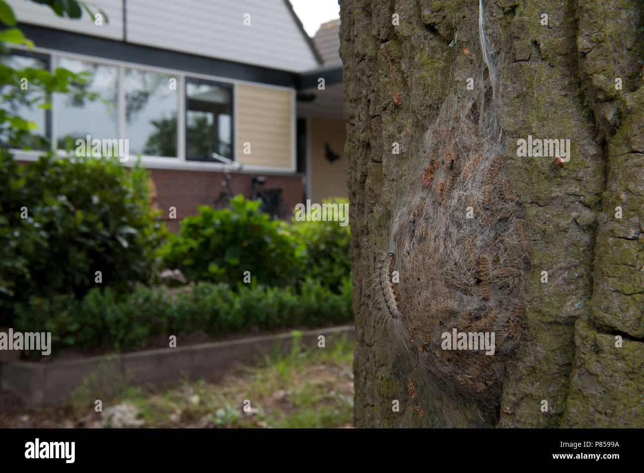 Eikenprocessierups; Oak Processionary Stock Photo - Alamy