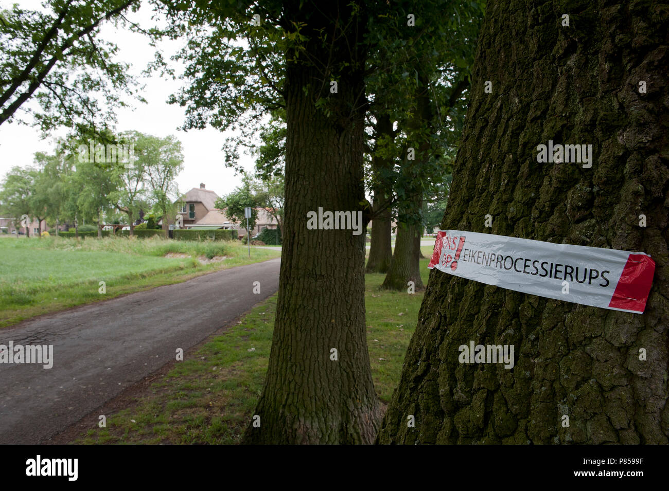 Eikenprocessierups; Oak Processionary Stock Photo - Alamy