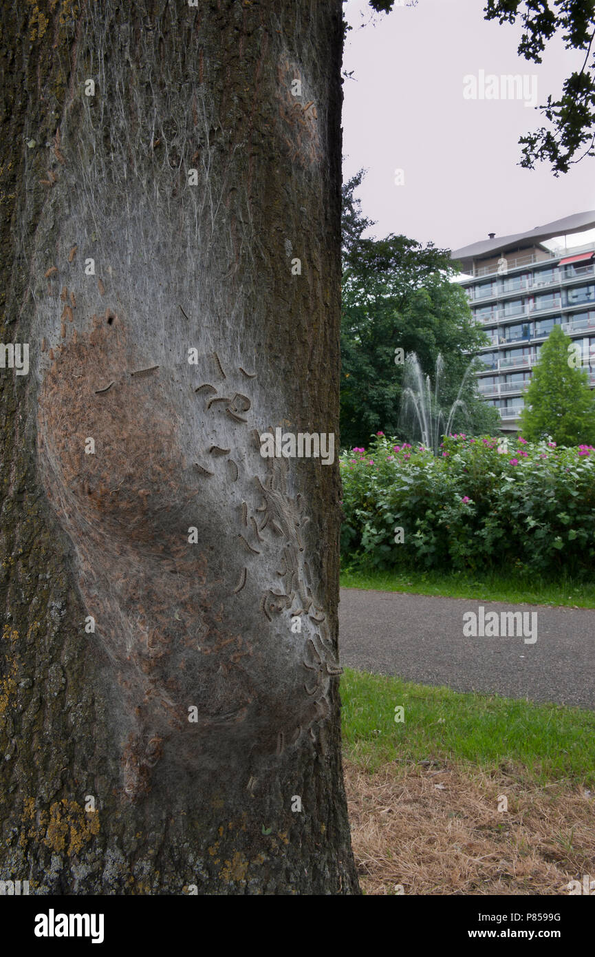 Eikenprocessierups; Oak Processionary Stock Photo - Alamy