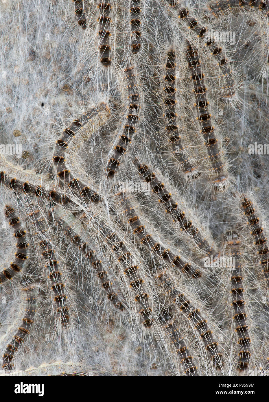 Eikenprocessierups; Oak Processionary Stock Photo - Alamy