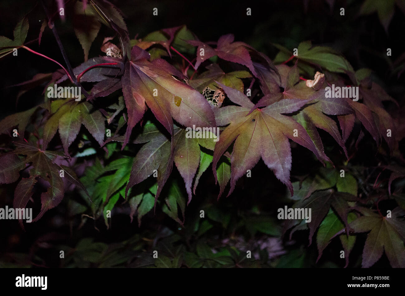 Multiple leaf hi-res stock photography and images - Alamy