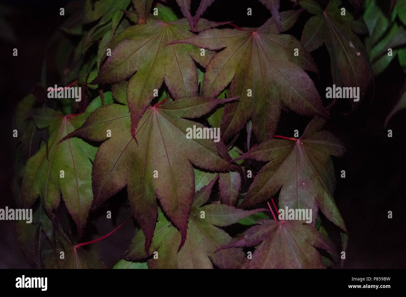 Multiple Leaf Background Stock Photo - Alamy