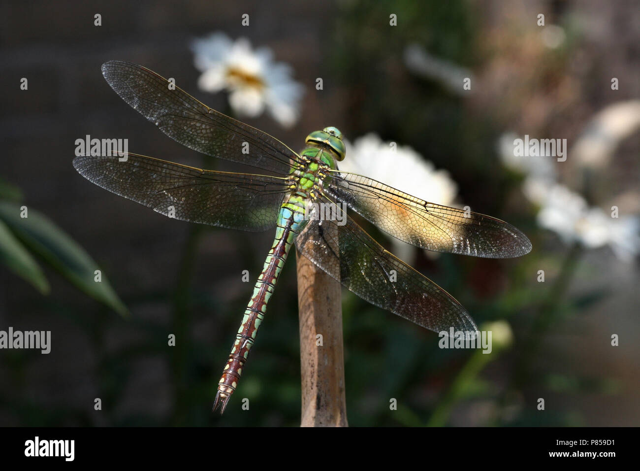 Grote Keizerlibel, Emperor Dragonfly Stock Photo - Alamy