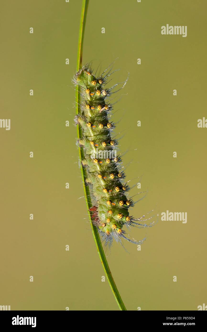 Rups van de Kleine Nachtpauwoog in de vegetatie, Caterpillar from ...