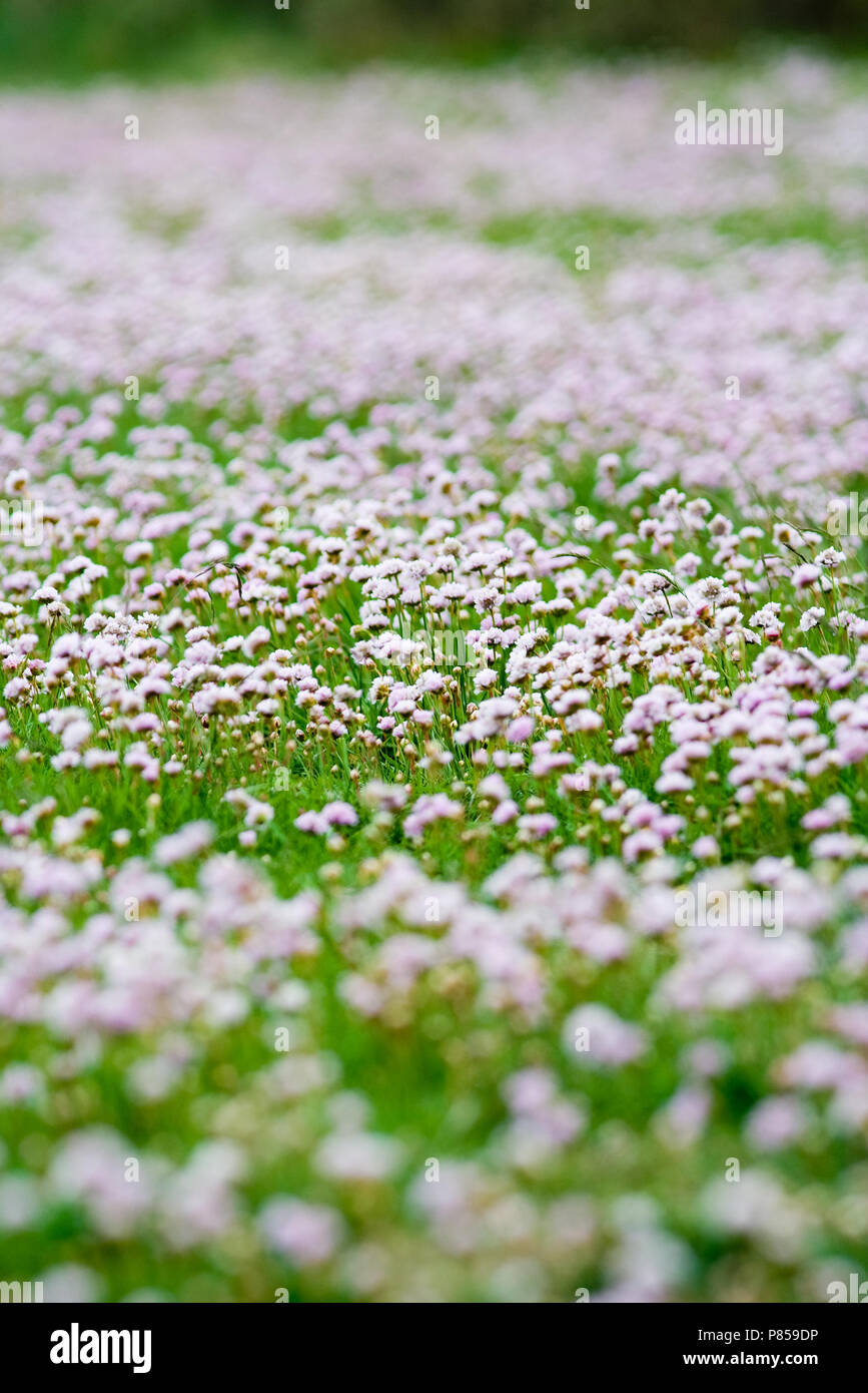 Engels Gras High Resolution Stock Photography and Images - Alamy